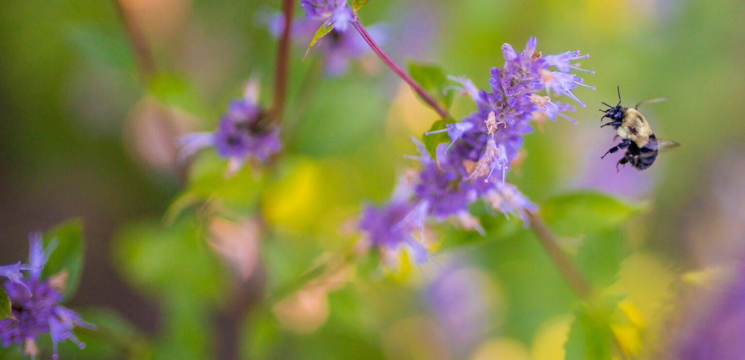 ¿Qué es la biodiversidad y cómo se mide en un ecosistema?